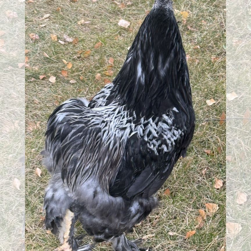 Куры породы брама
