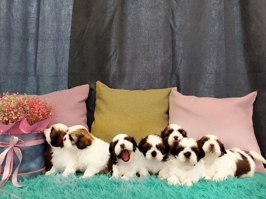 Щенки ши-тцу