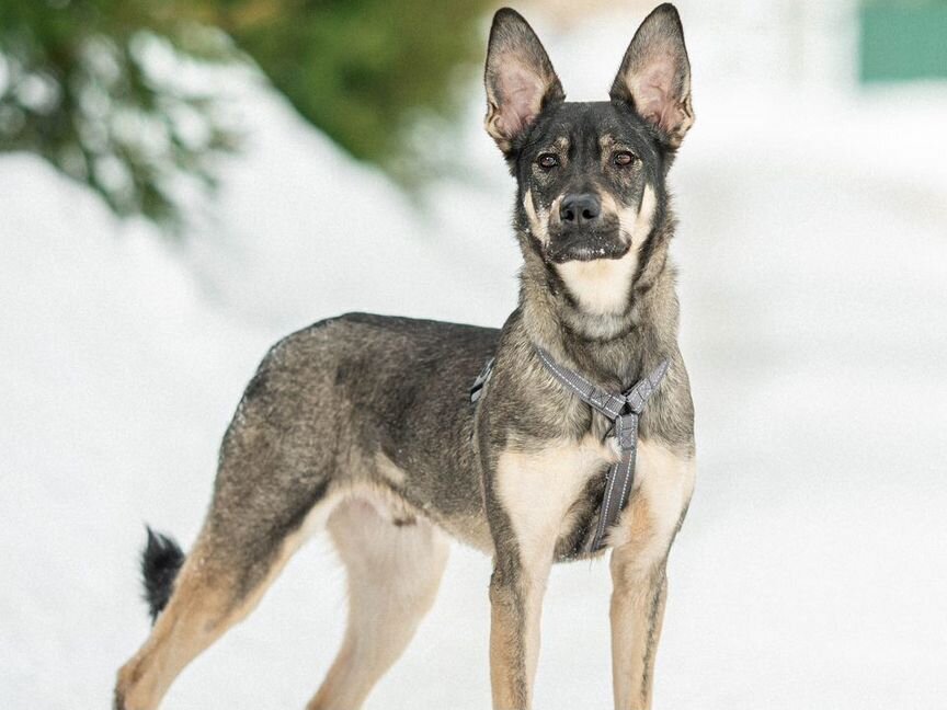 Лопоухое чудо по имени Рокки 1 год ищет дом