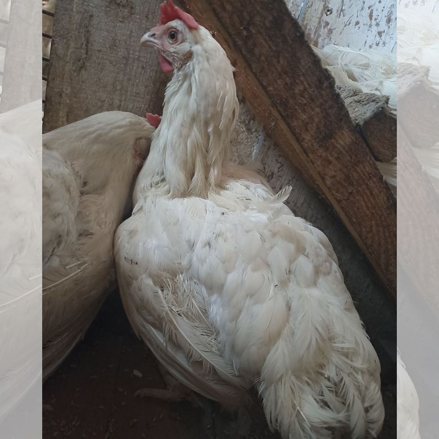 Куры несушки