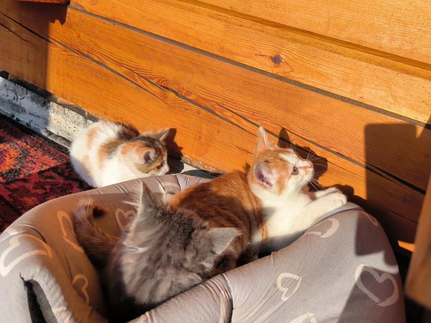 Котята Сибирской кошки Бесплатно