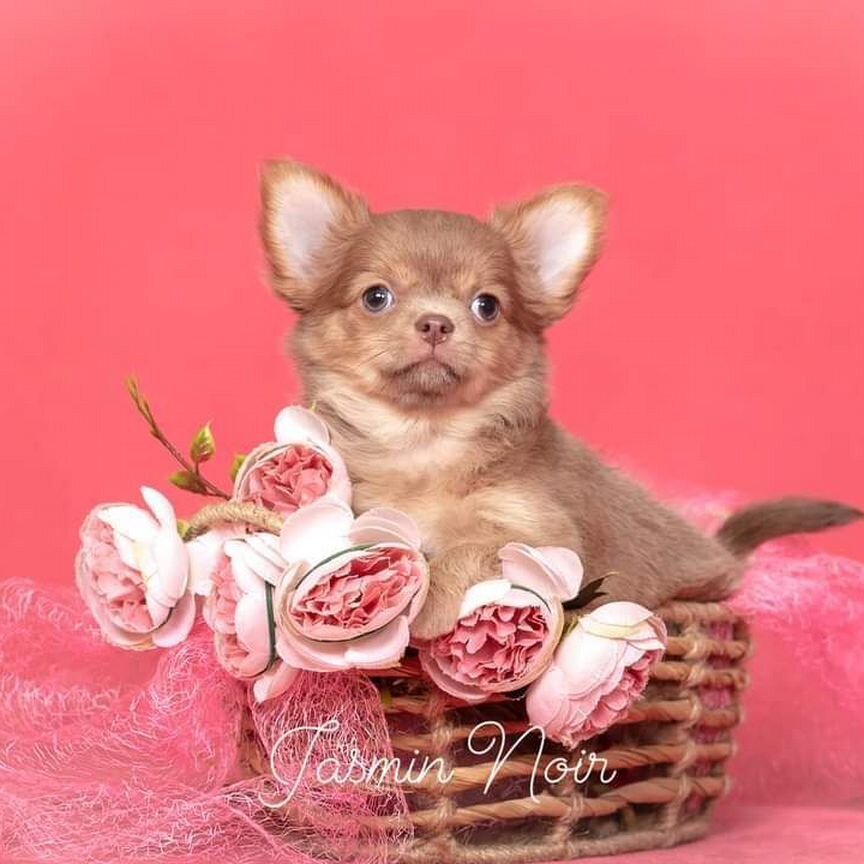 Чихуахуа девочка лиловая