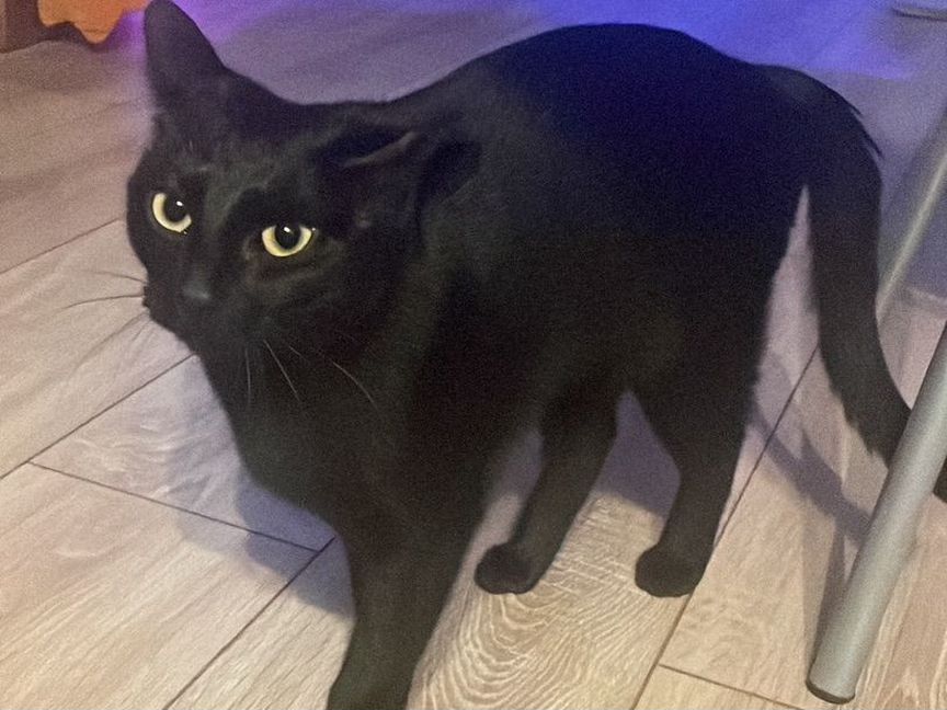 Кошки в добрые руки бесплатно