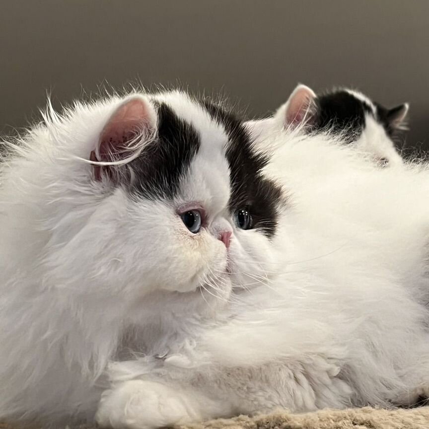 Экзотическая кошечка