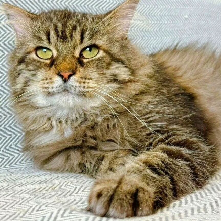 Роскошный сибирский кот Федот в добрые руки