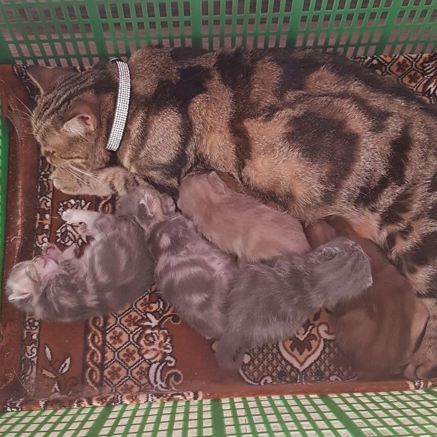 Шотландский прямоухий короткошёрстный котёнок