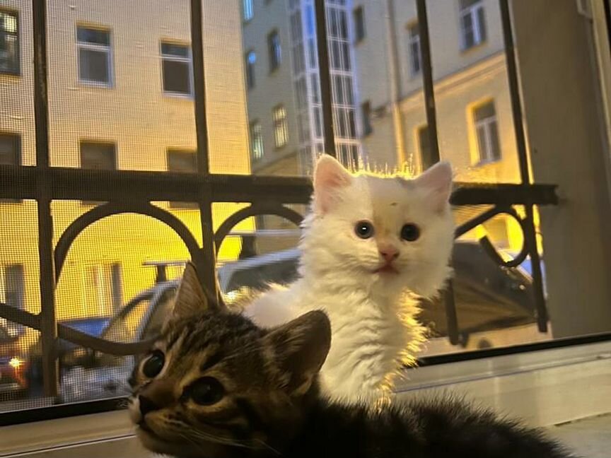 Кошка в дар бесплатно