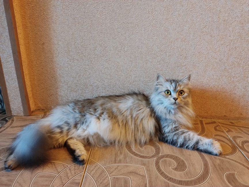 Кошка в дар бесплатно