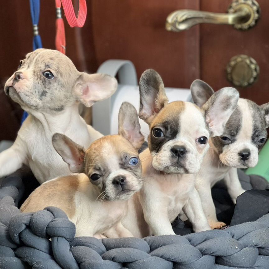 Французский бульдог щенки мини