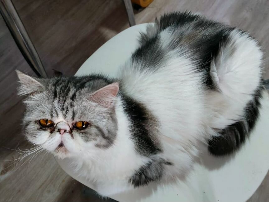 Кошка экзот 1,5 года