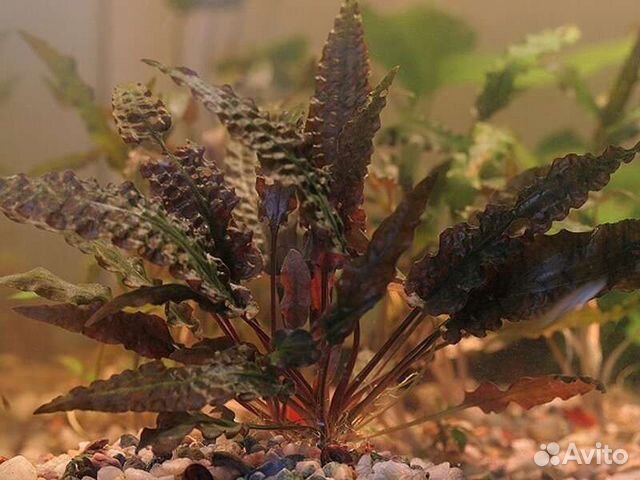 Криптокорина Вендта коричневая