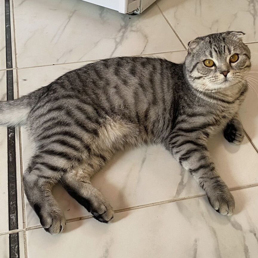 Вязка Шотландский вислоухий кот
