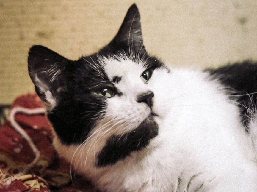 Кот Тима