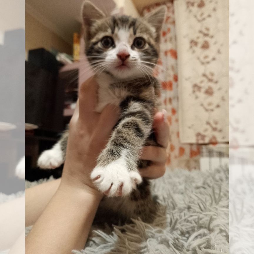 Котята отдам бесплатно