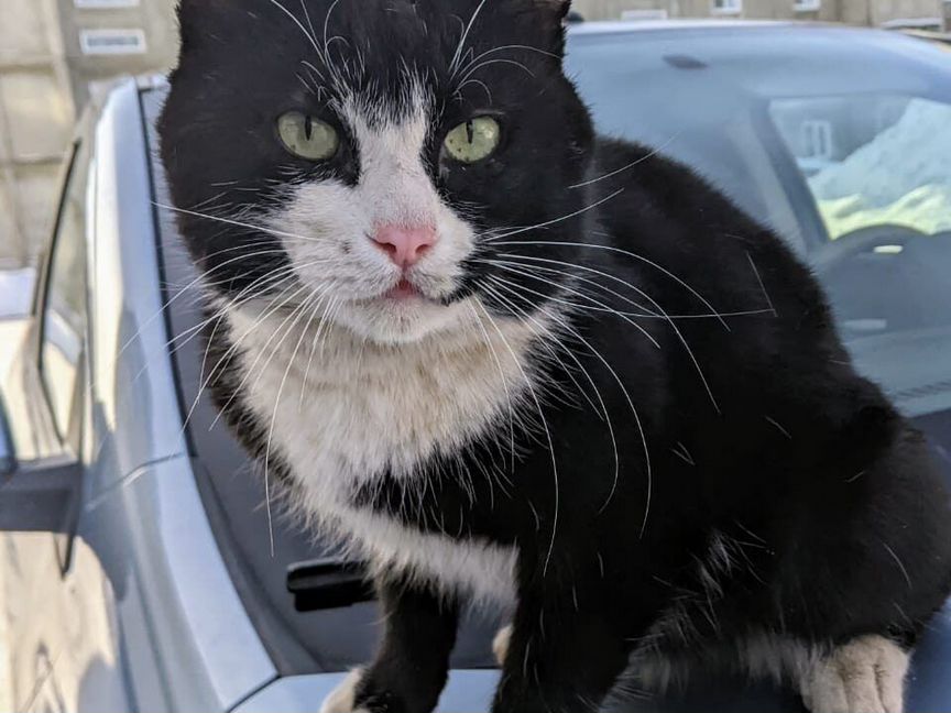 Кот черно белый