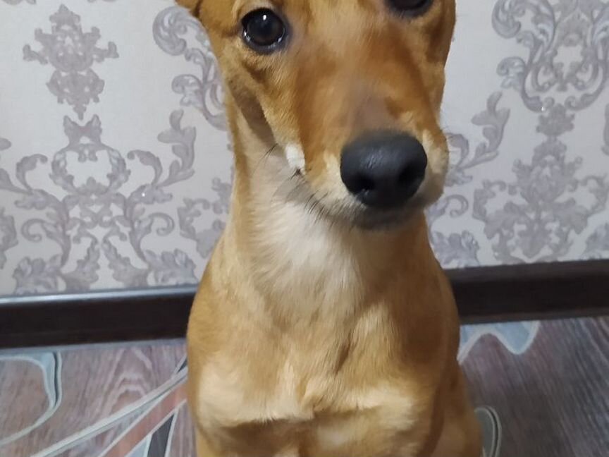 Цвергпинчер
