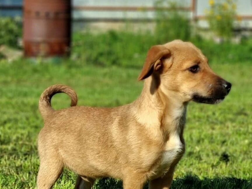 Коротколапый небольшой мальчик ищет дом