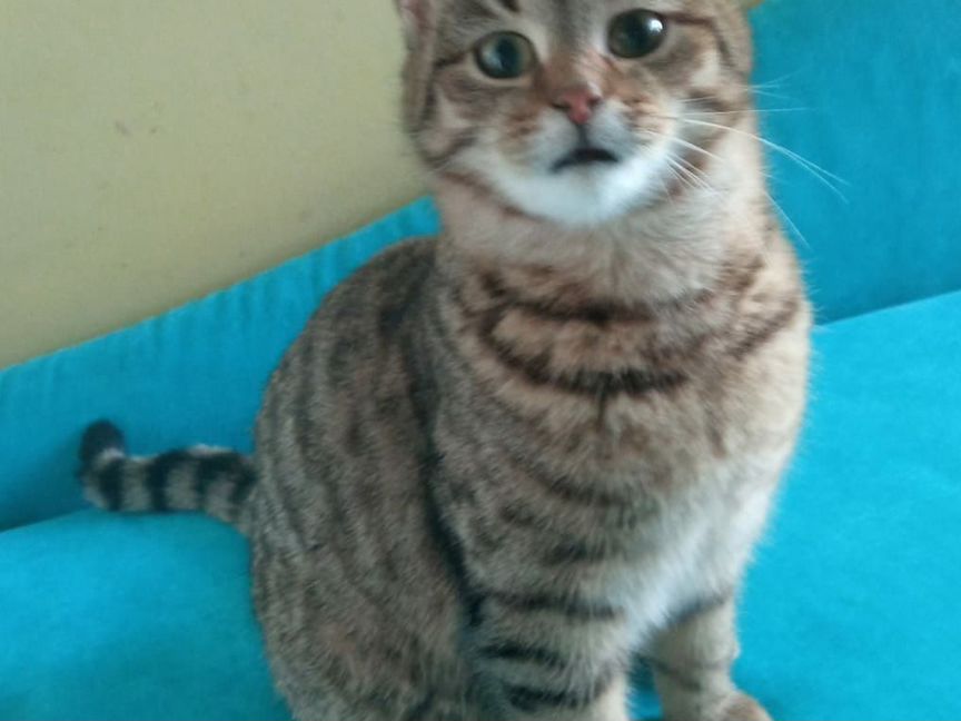 Полосатый котик Марсель