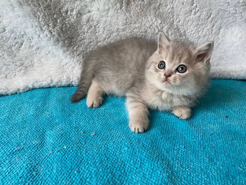 Шотладский страйт котята котик голубое серебро