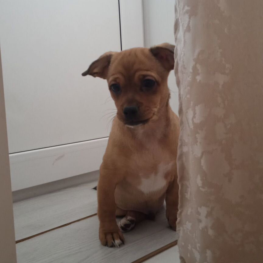 Щенок в добрые руки бесплатно