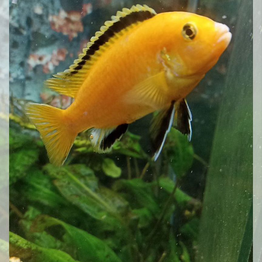 Цихлида Лабидохромис еллоу самец