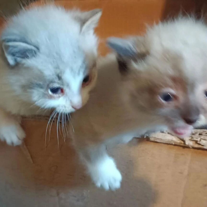 Котятки, коты и собаки ждут спасения