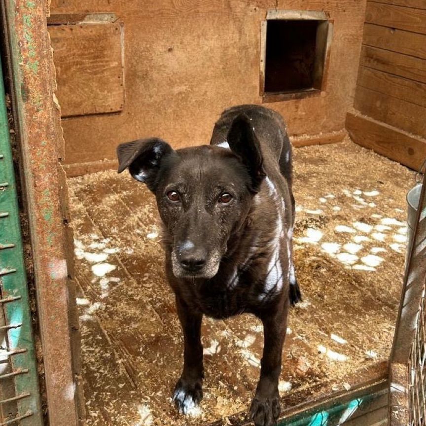 Австрийская гончая, взрослая собака