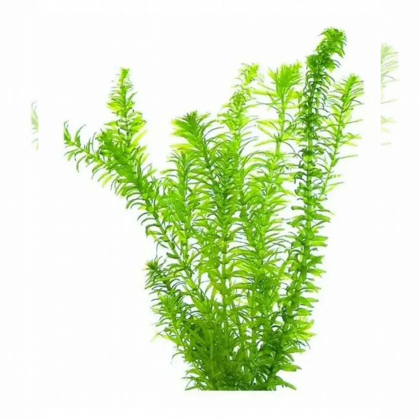 Аквариумные растения