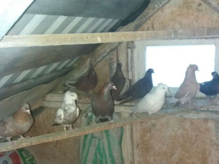 Голуби Кормилки