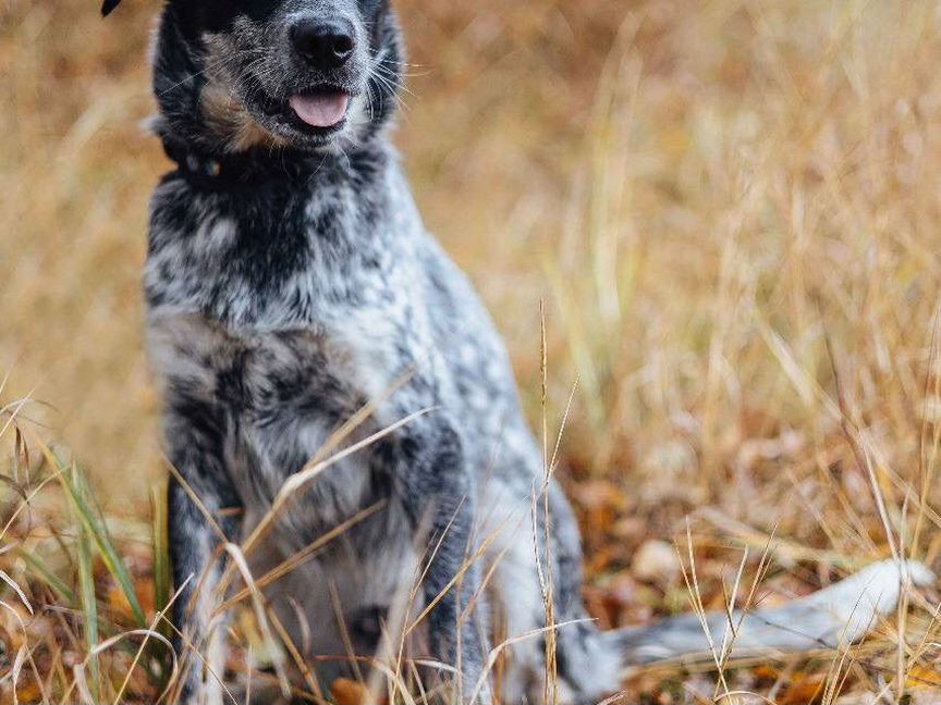 Пятнистый Спотти