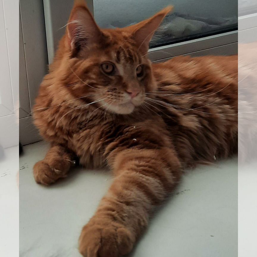 Коты для вязки