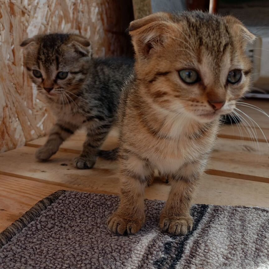 Шотландский вислоухий короткошёрстный котёнок