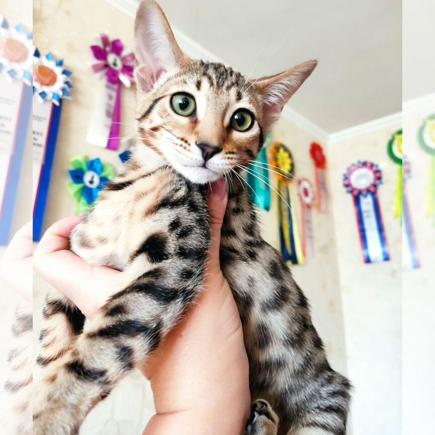 Серенгети котёнок