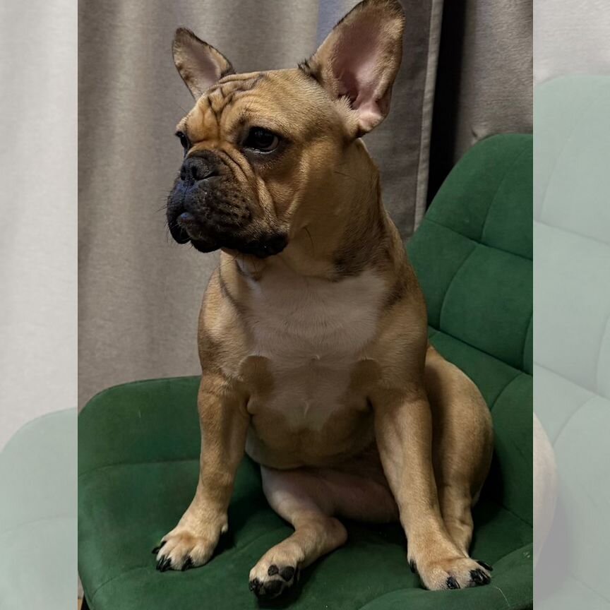 Французский бульдог, щенок