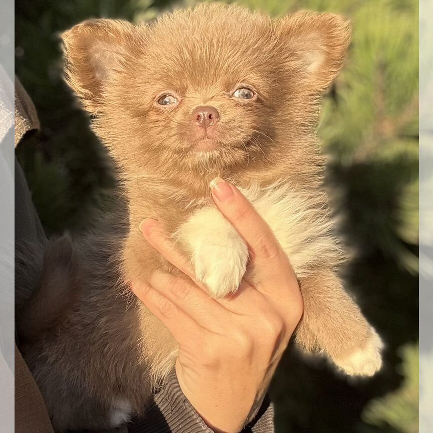 Чихуахуа, щенок