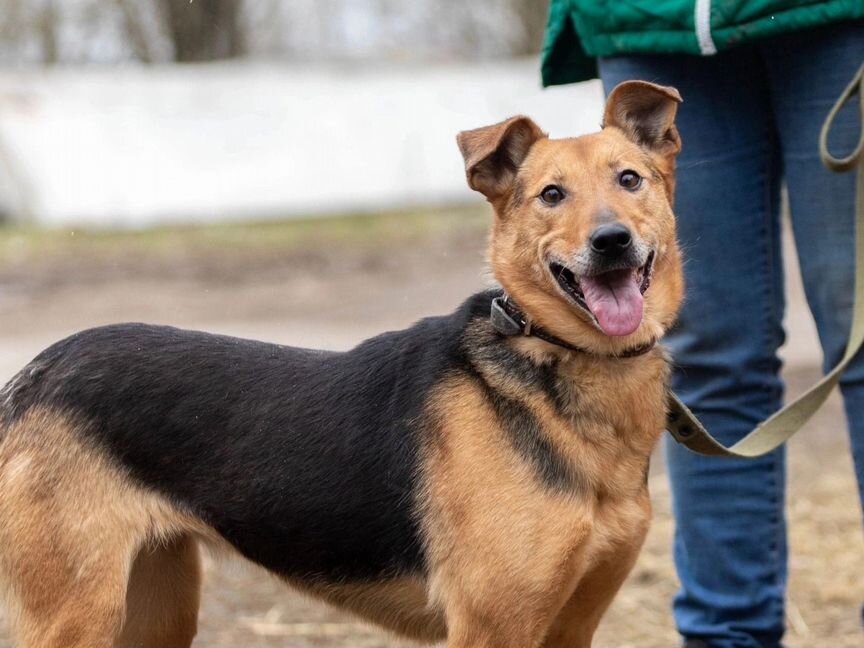 Собака Тайга в хорошую семью бесплатно