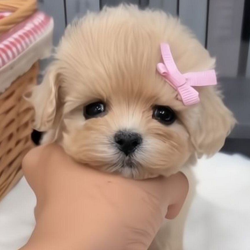 Мальтипу, щенок