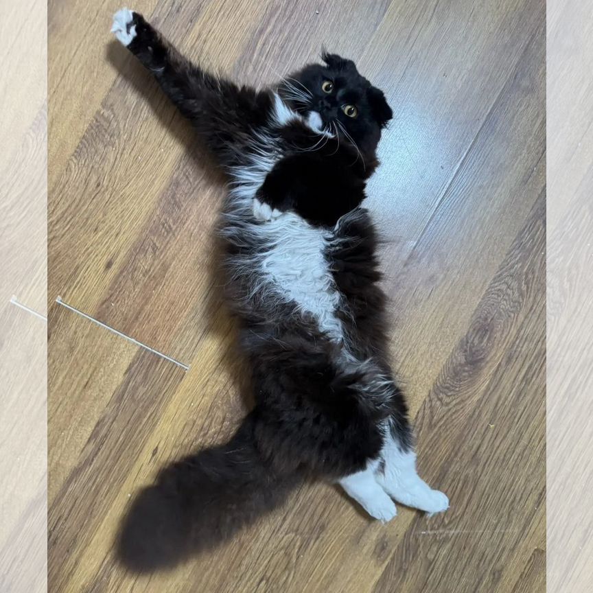 Шотландский вислоухий длинношёрстный, взрослый кот