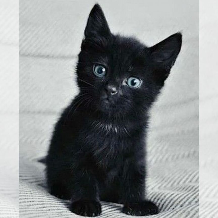 Европейский короткошёрстный котёнок