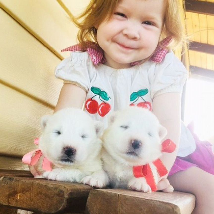 Породистые белоснежные самоеды