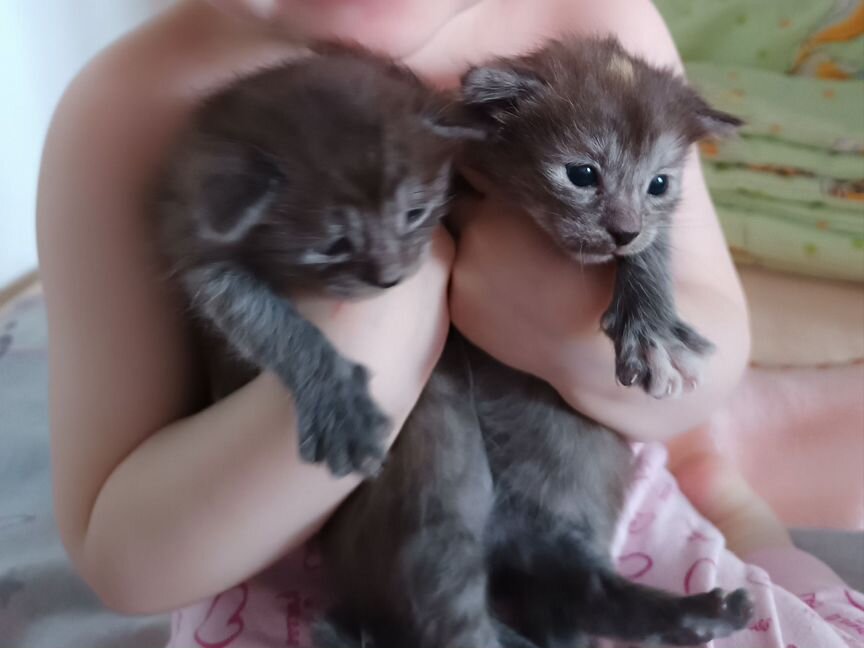 Котята мейн-кун помесь