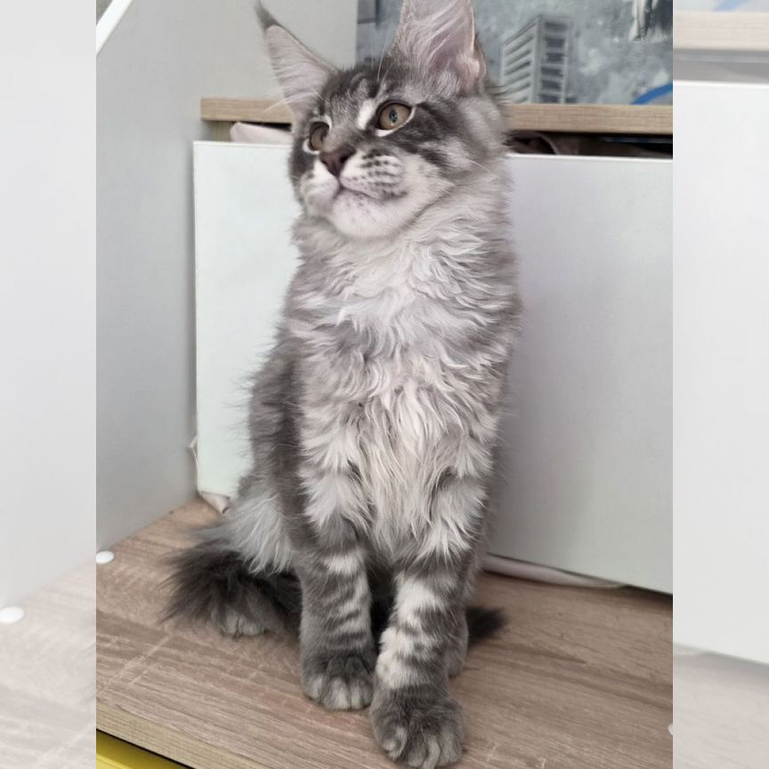 Мейн-кун котёнок
