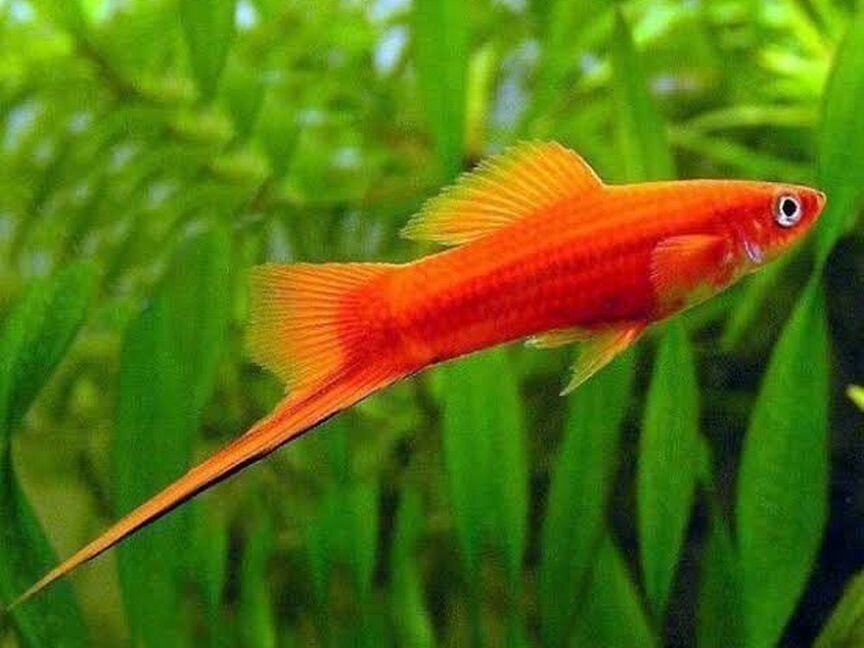 Рыбки меченосцы