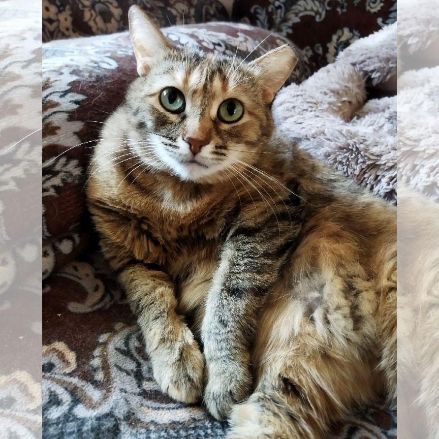 Ласковая кошка