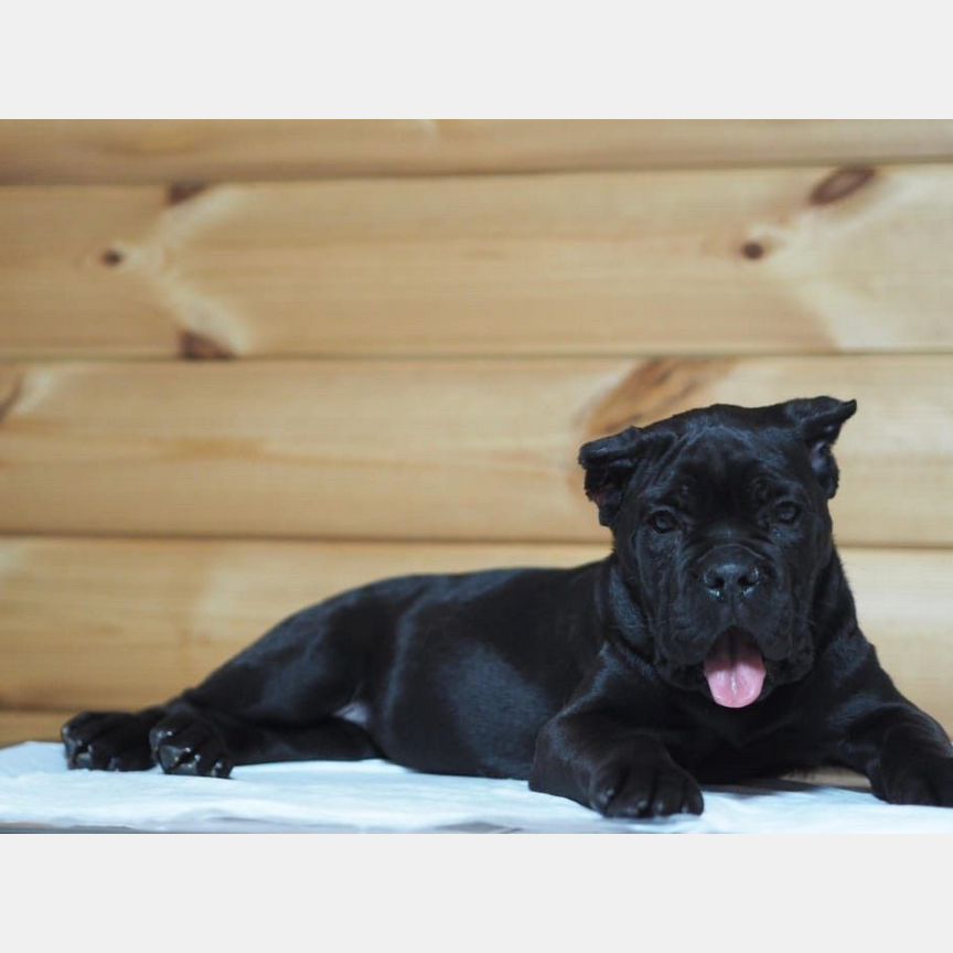 Кане Корсо - малыши черного окраса