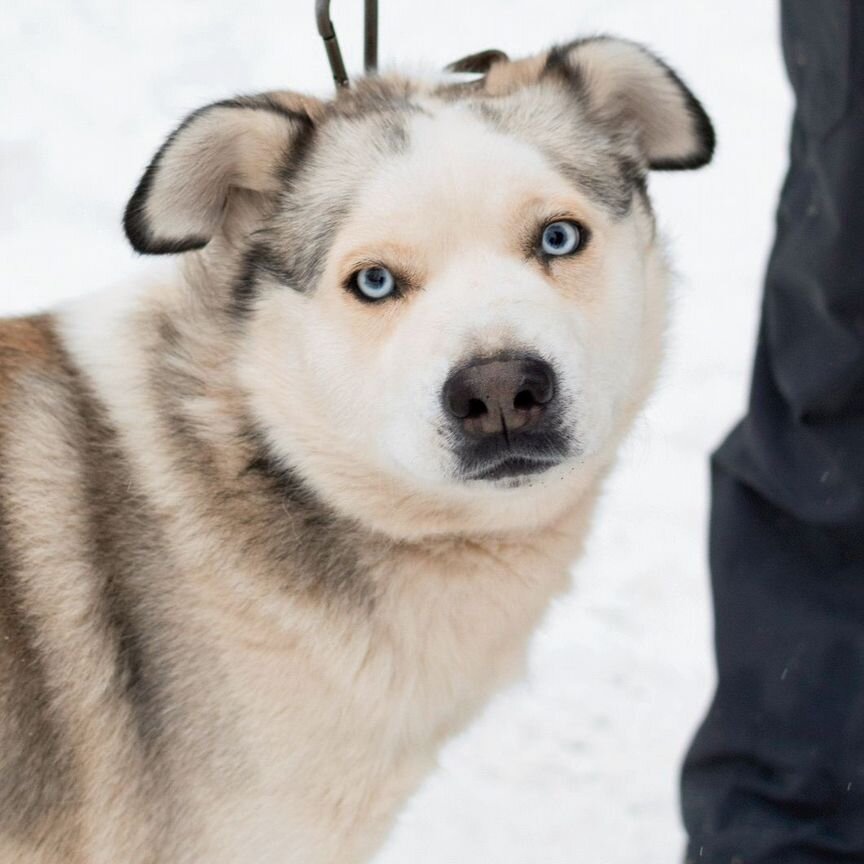 Метис хаски из приюта