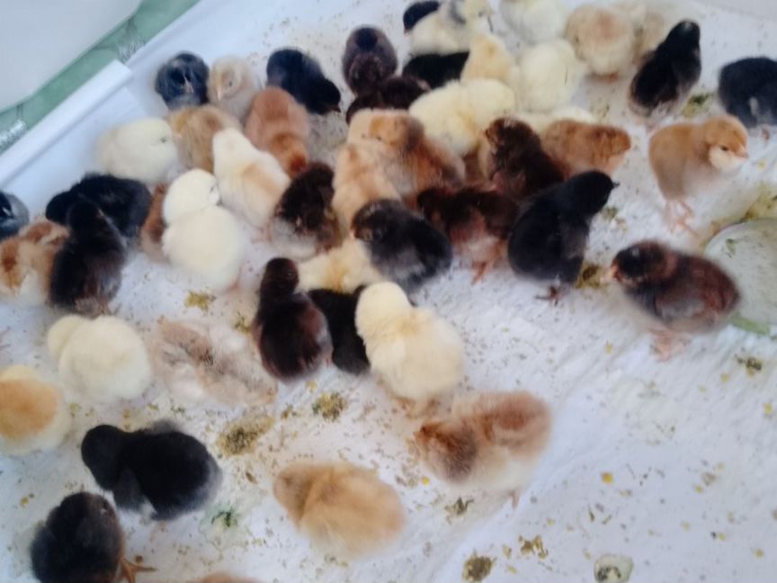 Цыплята суточные от домашних несушек