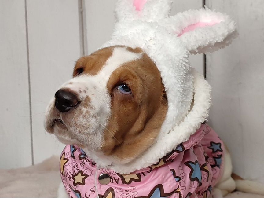 Бассет хаунд мальчик зайчик