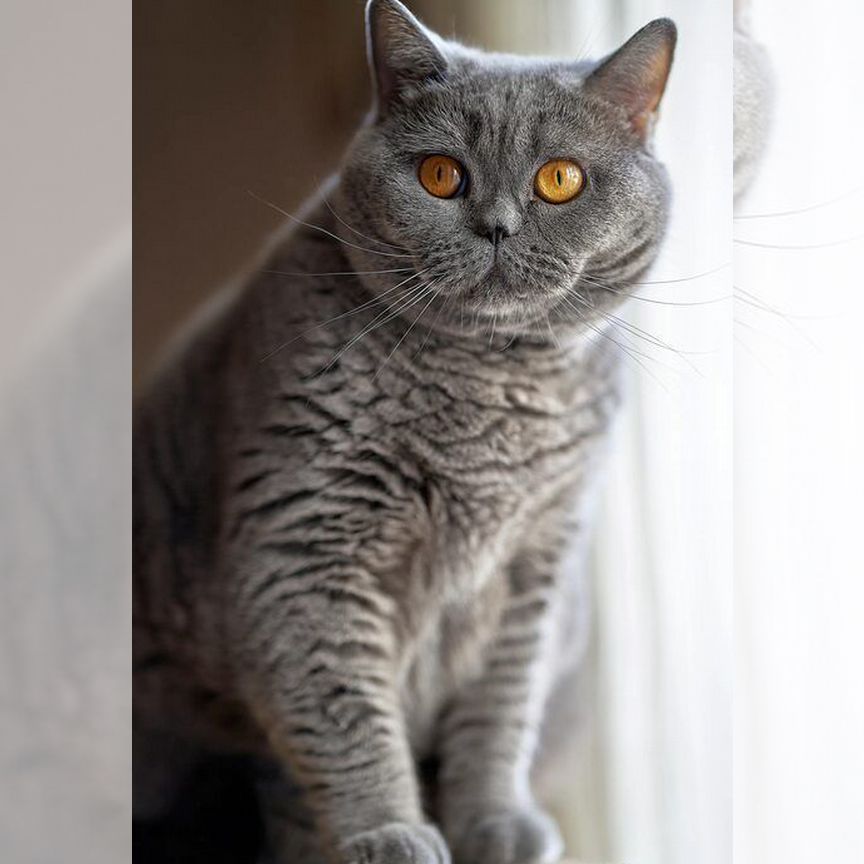 Британская короткошёрстная, взрослая кошка