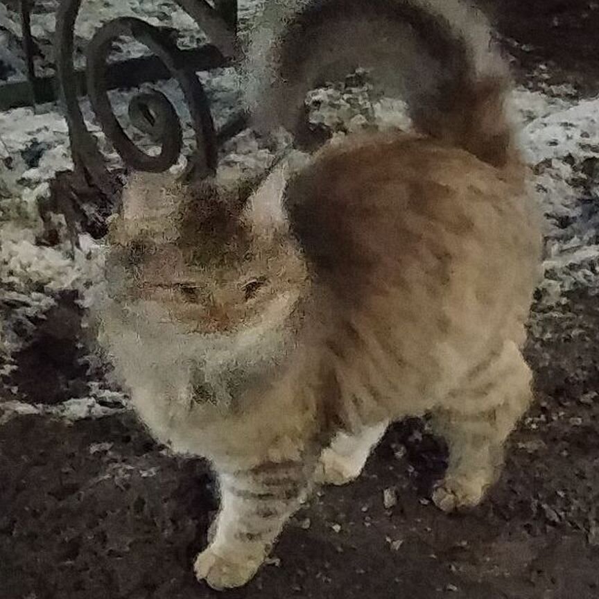 Отдается Кошечка